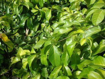 TINCTURES & EXTRACTS – Aho Great Spirit