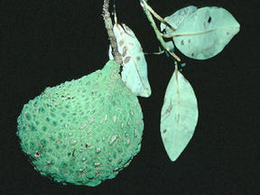 REMO CASPI – Aho Great Spirit